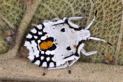 Forest Shield Bug Nymph Degonetus Serratus R Awwnverts