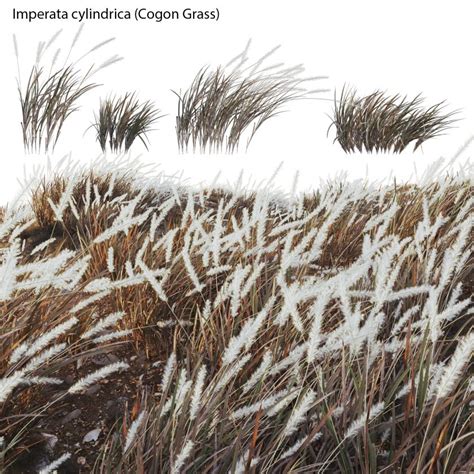 Imperata Cylindrica Cogon Grass Wind 3d Model 3dtree