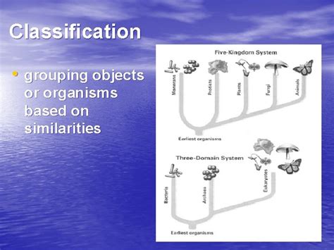 Chapter 14 Lesson 2 Classifying Species Classification Grouping