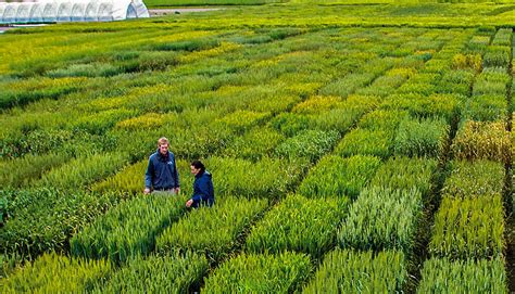 The Bread Lab On The Cutting Edge