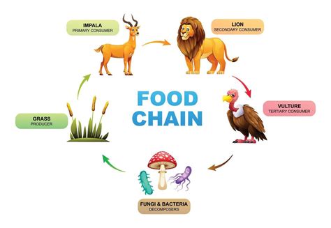 Food Chain Lion