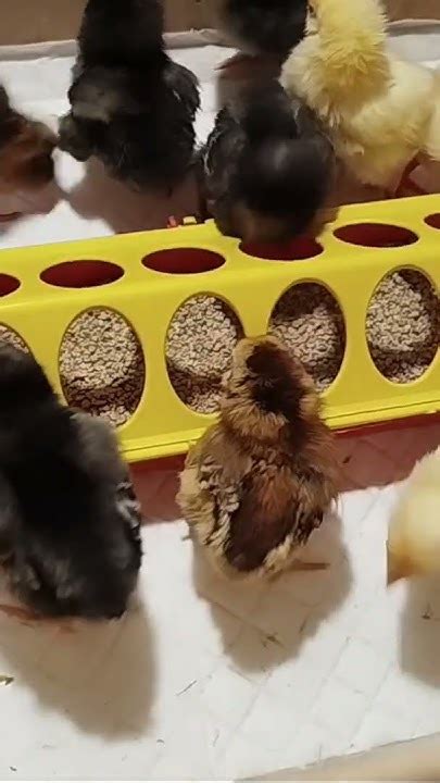 И даже вот такое у меня есть только им сейчас 2 месяца цыплёнок доминант курица птицы