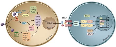 Type 1 Interferons And The Virus Host Relationship A Lesson In Détente Science