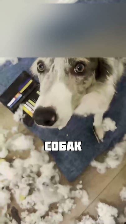 ВОТ ТАКАЯ СОБАЧКА Youtube