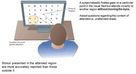 Chapter 6 Attention And Its Effects On Stimulus Processing Flashcards Quizlet