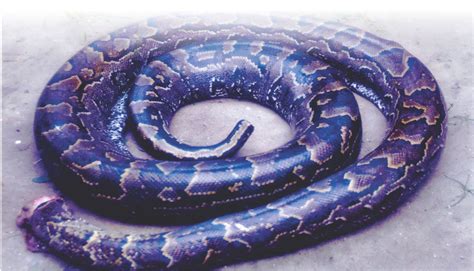 18 Feet Python Killed In Isolo After Swallowing Two Goats