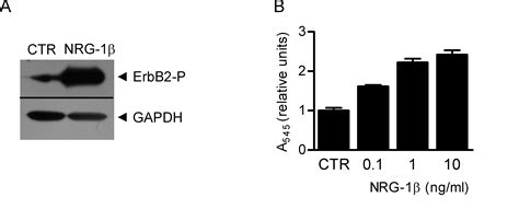 Adam17 Silencing In Mouse Colon Carcinoma Cells The Effect On