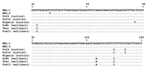 multiple sequence alignment of short segments from 18s rrna gene