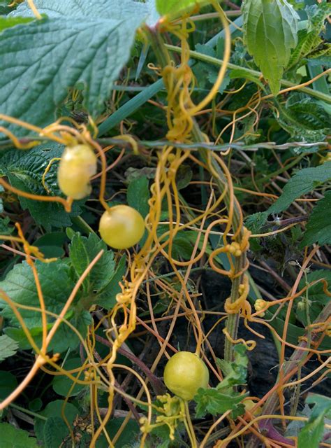 Img20151018152027 열매는 아닌 열매같은 새삼 줄기 덩이