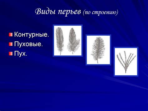 Класс птицы Внешнее строение птиц презентация онлайн