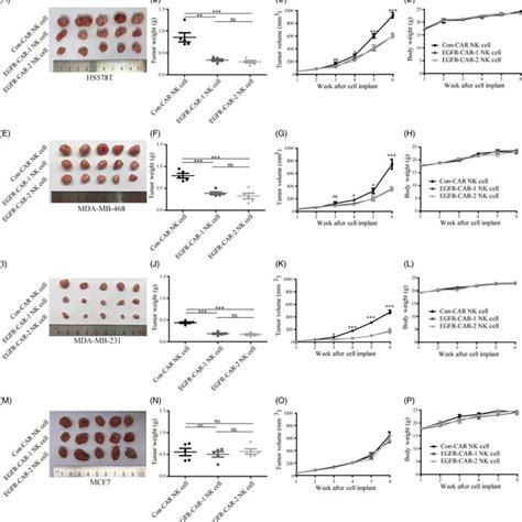 Epidermal Growth Factor Receptor Egfr ‐specific Chimeric Antigen Download Scientific Diagram