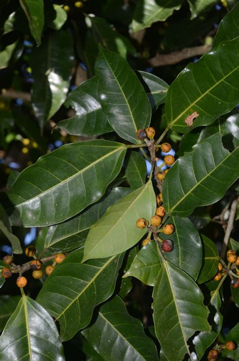 Ficus Nervosa Eflora Of India