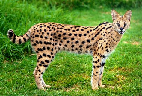 Serval Leptailurus Serval Visit Us At Marwell Zoo