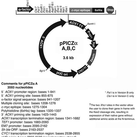 Flow Chart Of Construction Of The Recombinant Pichia Pastoris Vector