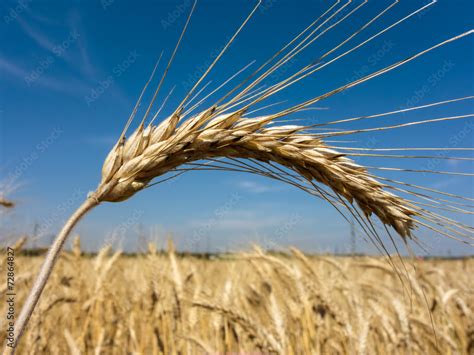 Weizenfeld Stock Foto Adobe Stock