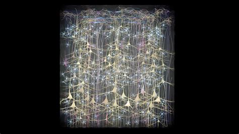 3d Microanatomy Model Of Cerebral Cortex Voka