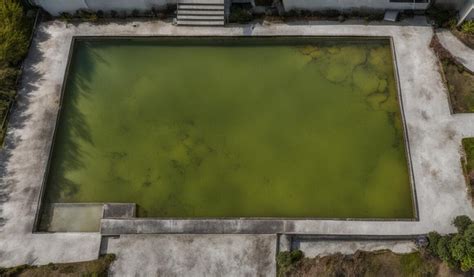 Dead Algae In Pool Clean Up Tips And Solutions