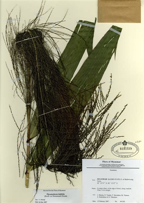 Thysanolaena Latifolia Roxb Ex Horneman Honda Myanmar Vascular