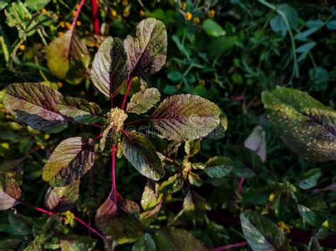 Amaranthus Collectively Known As Amaranth Is A Cosmopolitan Genus Of Annual Or Short Lived