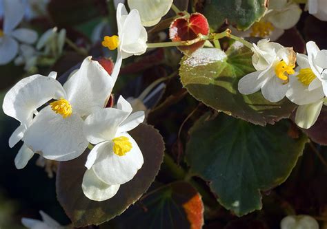 Begonia Semperflorens Begoniaceae