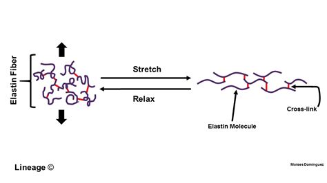Extracellular Matrix Biochemistry Medbullets Step 1