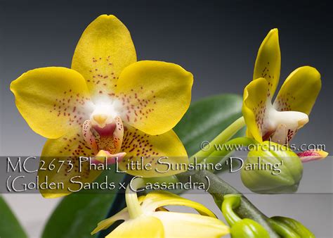Phal Little Sunshine Darling Golden Sands X Cassandra
