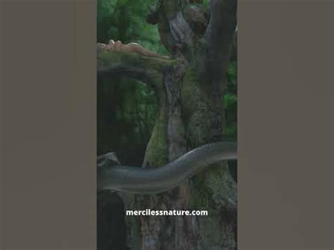 Snake Vore Snake Snakehead Snakevideo Snakes Girl Animations