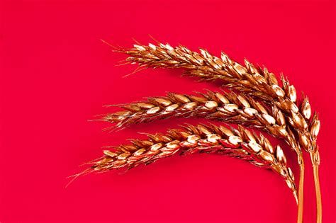 붉은 배경에 금색 페인트로 칠해진 밀의 귀 상단 트위스트 공간을 복사합니다 황금 밀 Shavuot에 대한 스톡 사진 및 기타 이미지 Shavuot 계절 곡초류