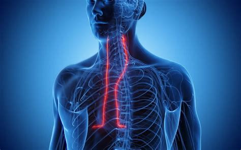 33 Facts About Phrenic