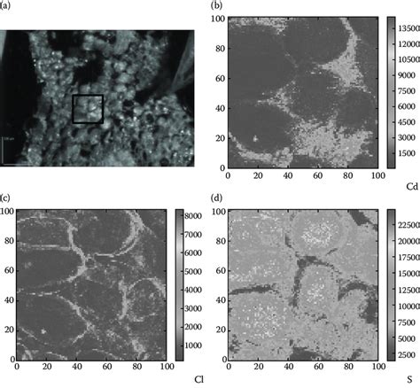 14 quantitative element distribution sr micro xrf elemental maps 100 ×