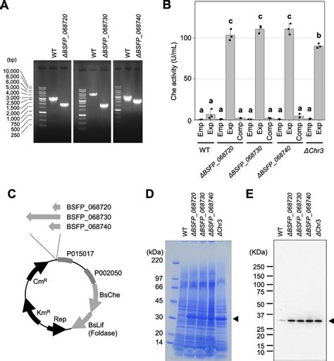 double crossover gene deletion and complementation test for