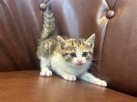 코리안숏헤어 계천이 샴입양 셀커크렉스입양 스코티쉬폴드입양 스핑크스입양 아메리칸숏헤어입양 아비시니안입양 터키시앙고라입양 페르시안