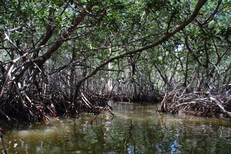 How Mangrove Forests Reduced The Impact Of The 2004 Indian Ocean Tsunami