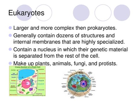 Chapter 7 Cell Structure And Function Ppt Download