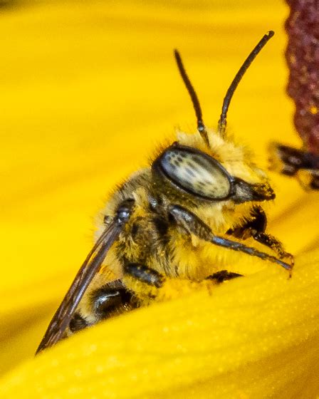 Hairy Bee On Rudbeckia Subtomentosa Megachile Bugguidenet