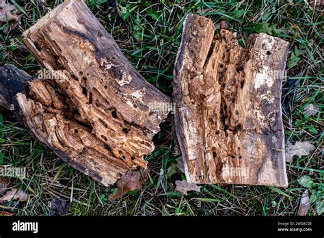Tree Trunk Eaten By Insects Natural Old Tree Texture Top View Of The Bark Of A Tree Wood