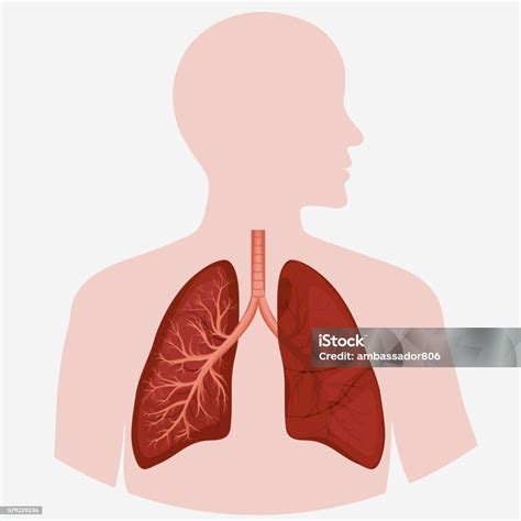 Diagram Anatomi Paruparu Manusia Ilustrasi Stok Unduh Gambar Sekarang Biologi Citra Gambar