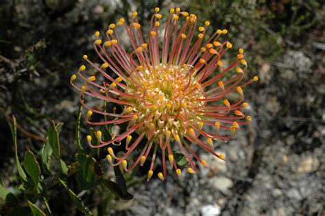 Leucospermum Cordifolium Proteaceae