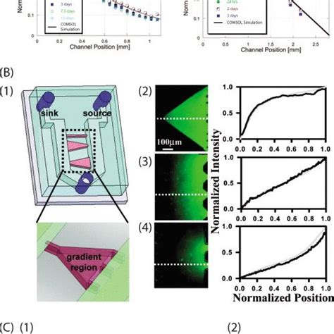 Schematic Representation Of The Gradient Generator And Gradient Download Scientific Diagram