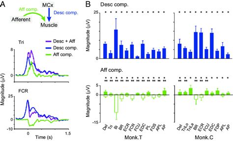 Mcx And Afferents Differentially Encode Muscle Activity Across Muscles