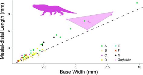 Relationship Between Tooth Base Width And Mesial Distal Length Teeth