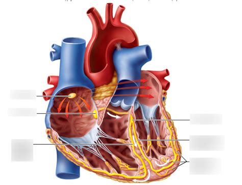 Lab Heart 4 Diagram Quizlet