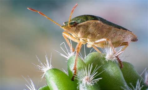 How To Get Rid Of Cactus Bugs Top 7 Tips And Best Guide