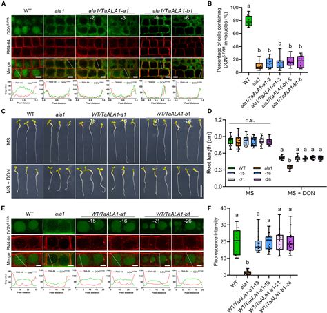 N Terminus And C Terminus Of Arabidopsis P4 Atpase Atala1 Facilitate The Detoxification Of The