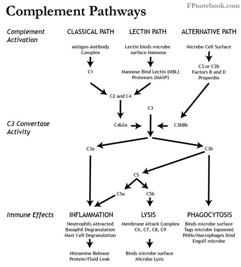 Complement Pathway