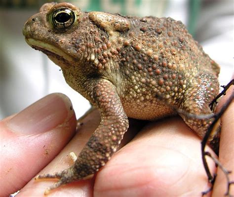Fowler S Toad Facts And Pictures