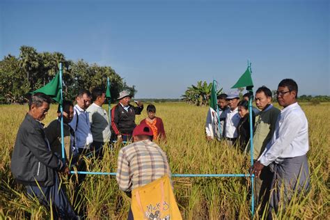 အောင်လံမြို့နယ်၌ မိုးစပါးစံကွက်ရိတ်သိမ်းခြင်း ဆောင်ရွက် Information