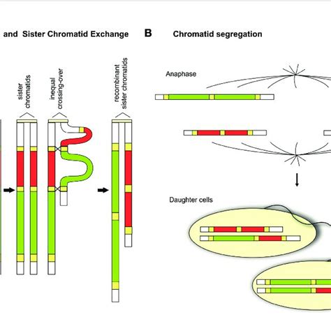 Unequal Homologous Recombination Via Break Induced Replication Bir