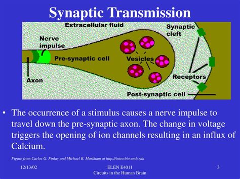 ppt modeling depressing synapses powerpoint presentation free