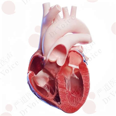 【收藏】心脏精美解剖，超声心动图入门必备图谱 严道医声网